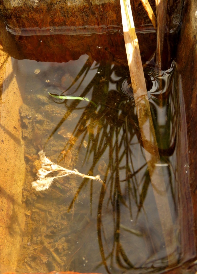A little bit of water | ladypop | Blipfoto