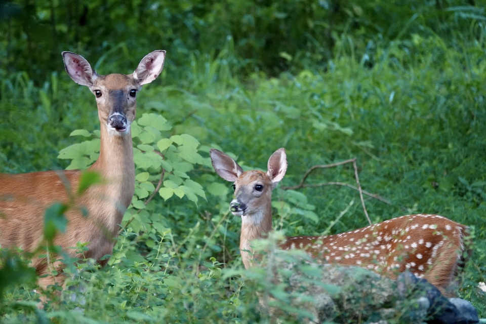 Fawn | Kimb | Blipfoto