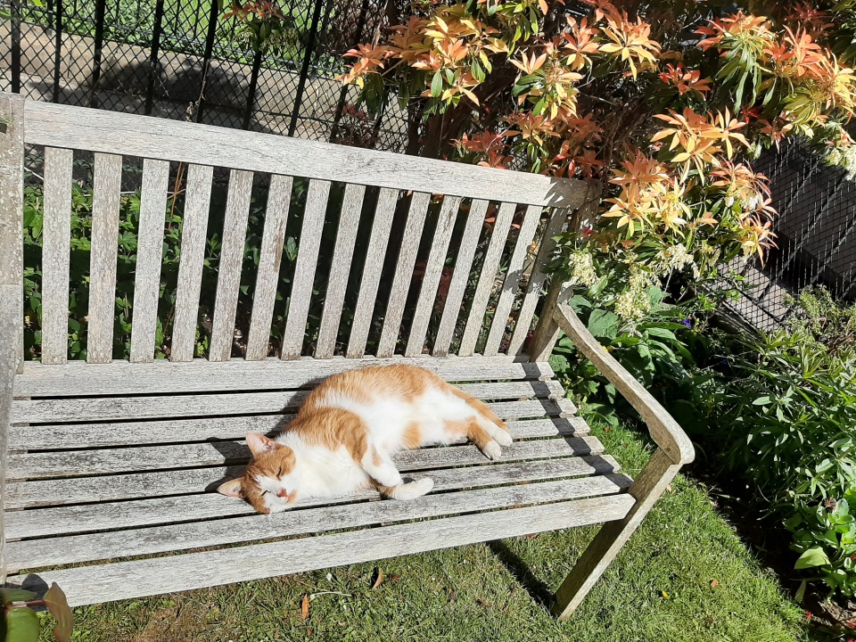 'May Day' cat ;-) | AndrewDBurns | Blipfoto