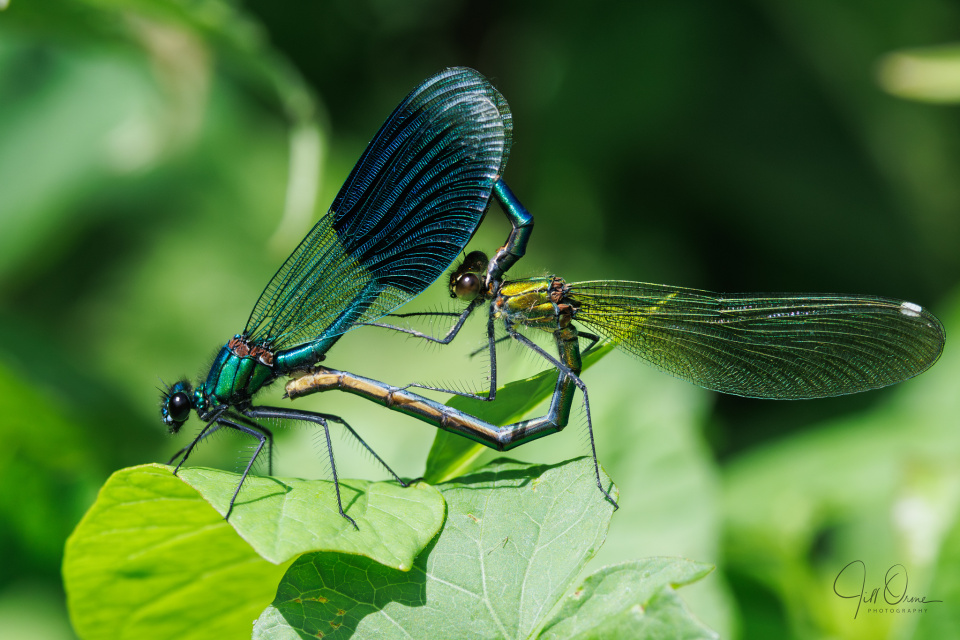 Banded bonding | JDO | Blipfoto