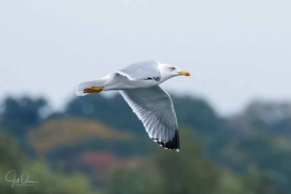 Distinct | JDO | Blipfoto