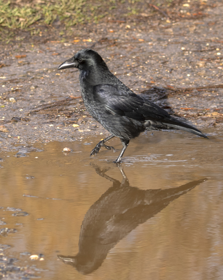 Bad bird..... | SueL7 | Blipfoto