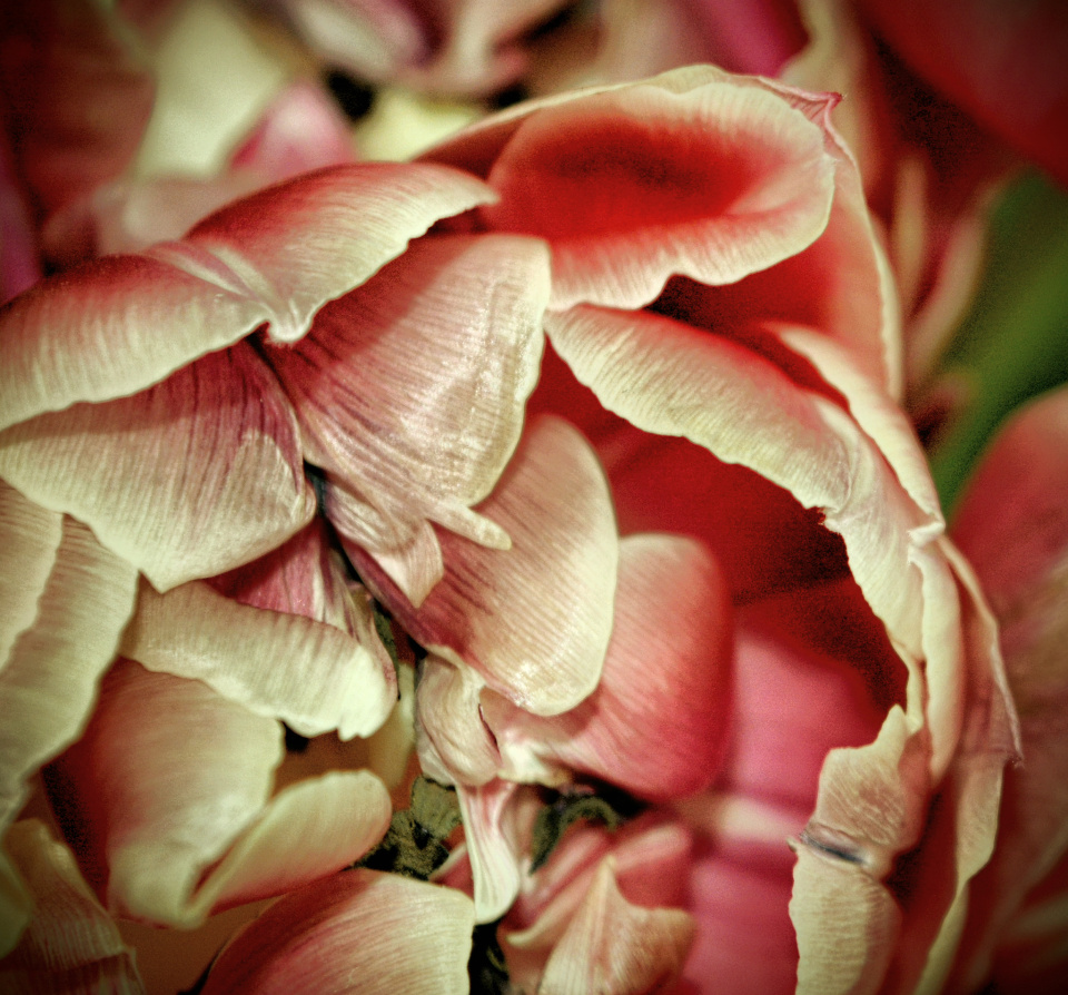 Bunched | mambo | Blipfoto