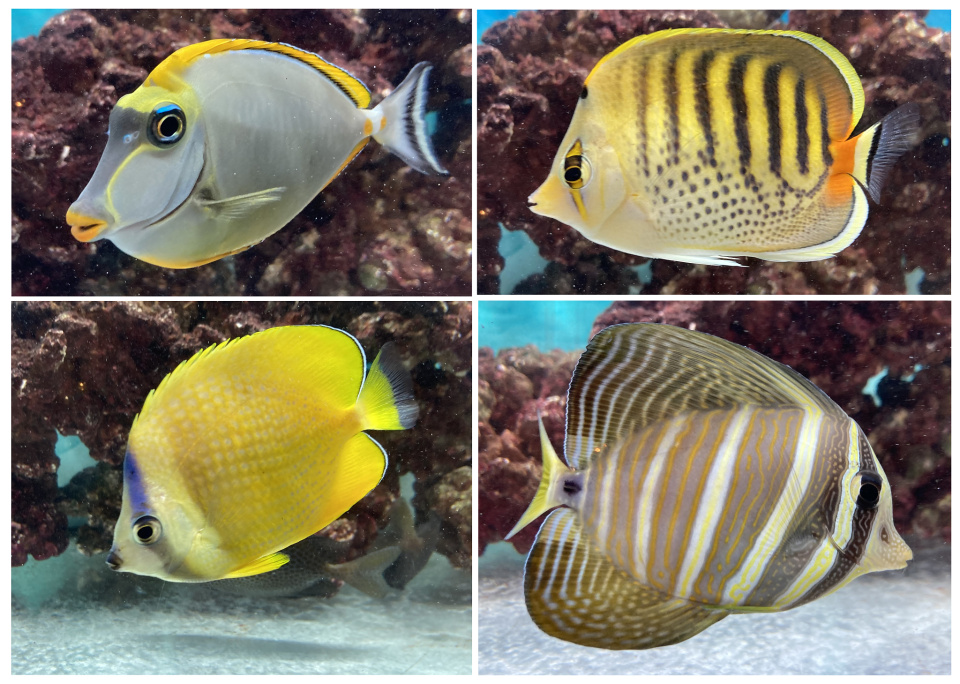 Fish & Blips | Kernow | Blipfoto