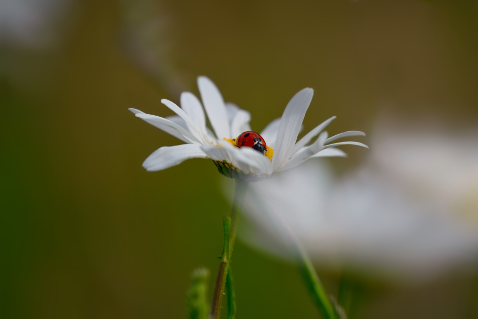 Aerodynamics and Grim Determination | Incredibish | Blipfoto