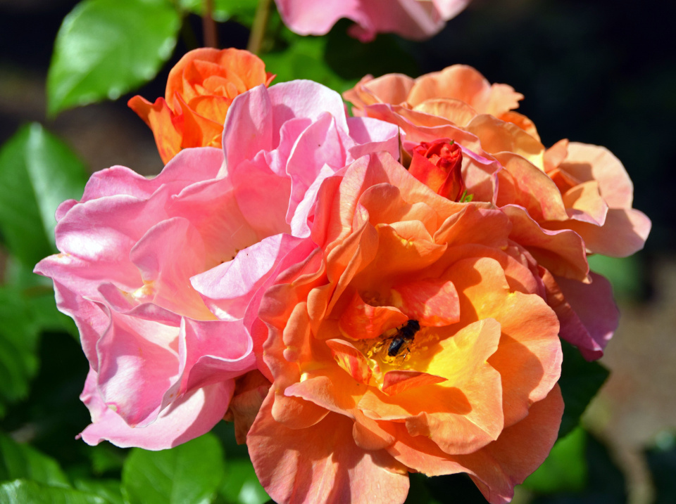 Welsh roses | Missycat | Blipfoto