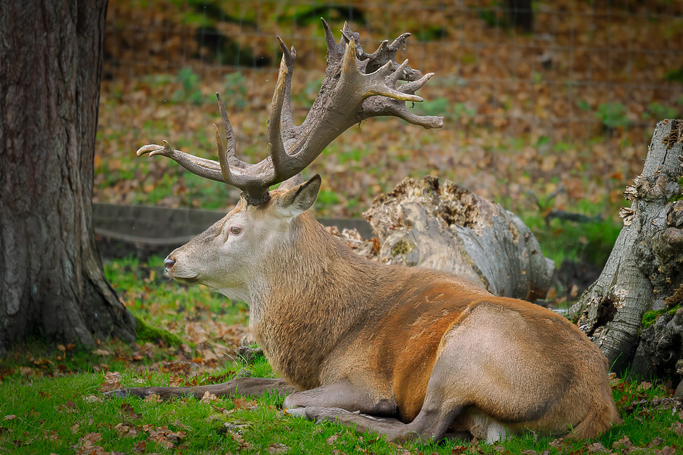 Day 316/24. A fine rack. | trevsastar | Blipfoto