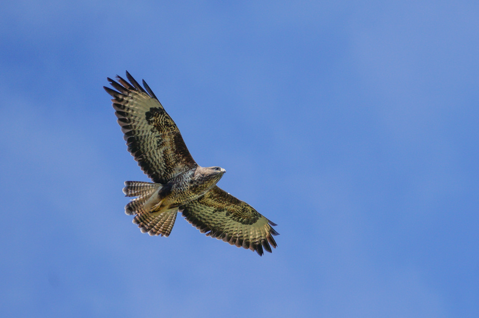 Flying Buzzard | kwchas | Blipfoto