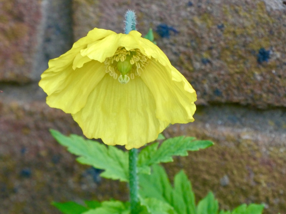 Welsh poppy | orchid99 | Blipfoto