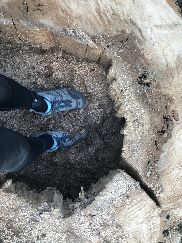 Jumping in the tree stump | Happy_Janwen | Blipfoto