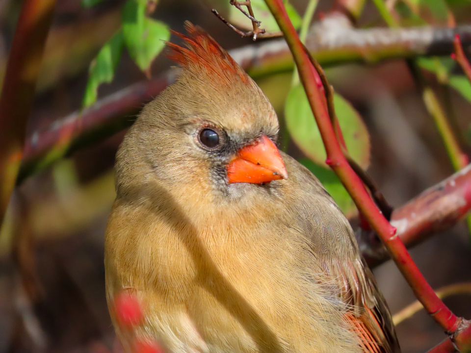 Mrs Cardinal | KevinV | Blipfoto