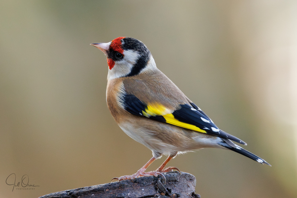 Charming | JDO | Blipfoto