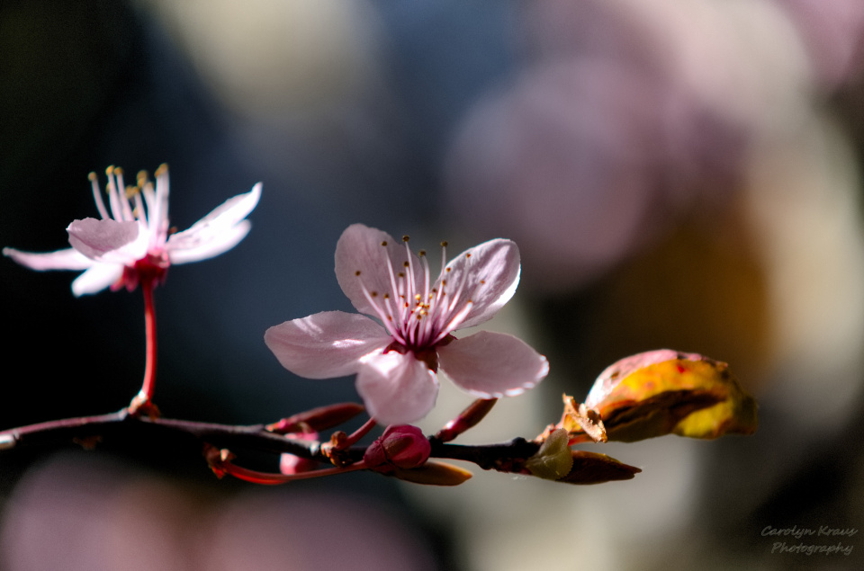 Cherry Tree | Carolina | Blipfoto