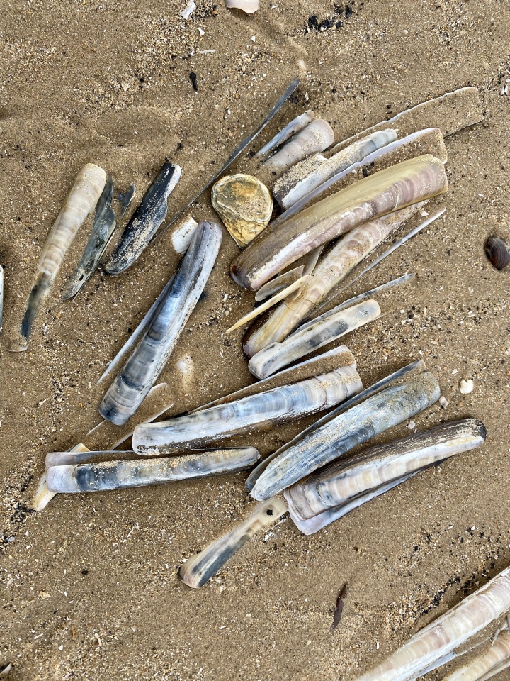 Razor Shells | rspb123 | Blipfoto