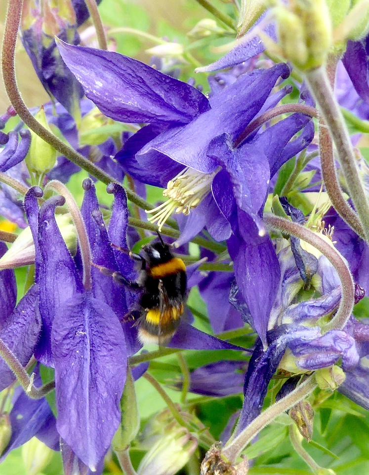 Busy as a bee. | ValC | Blipfoto