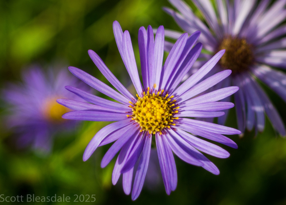 Palma Violets | ScottElbee | Blipfoto