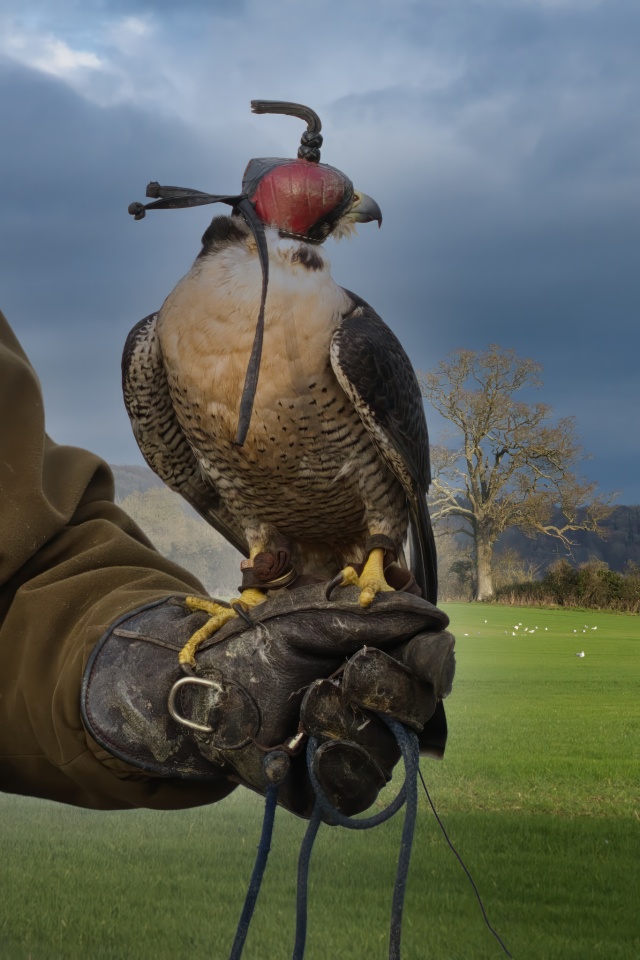 A Brief Peregrination | Incredibish | Blipfoto