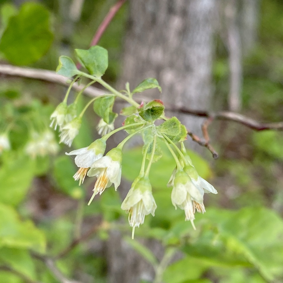 Deerberry ~ Vaccinium Stamineum | Kimb | Blipfoto