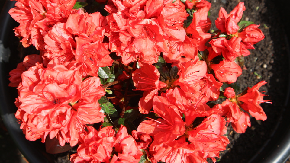 Azalea Japonica | craftylady | Blipfoto