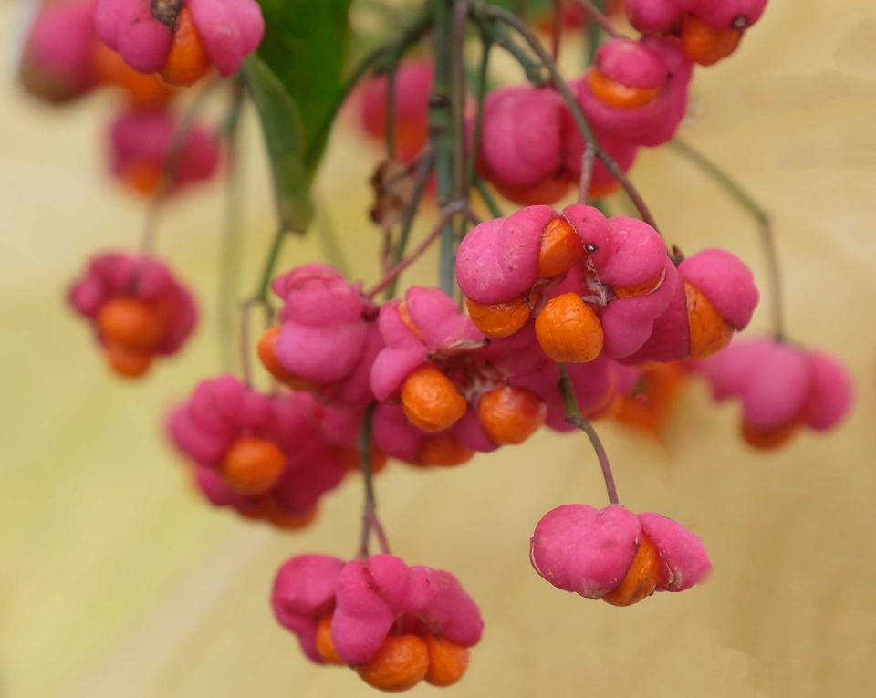 Autumn spindleberries | mpp26 | Blipfoto