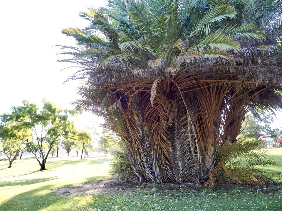 Wide Wednesday - Palm Tree Clump | DonnaWanna | Blipfoto