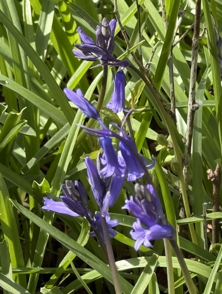 Bluebells | Technophobe | Blipfoto