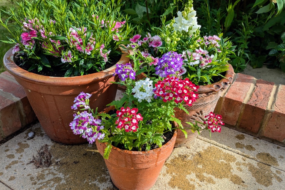 Patio pots | JanetMayes | Blipfoto