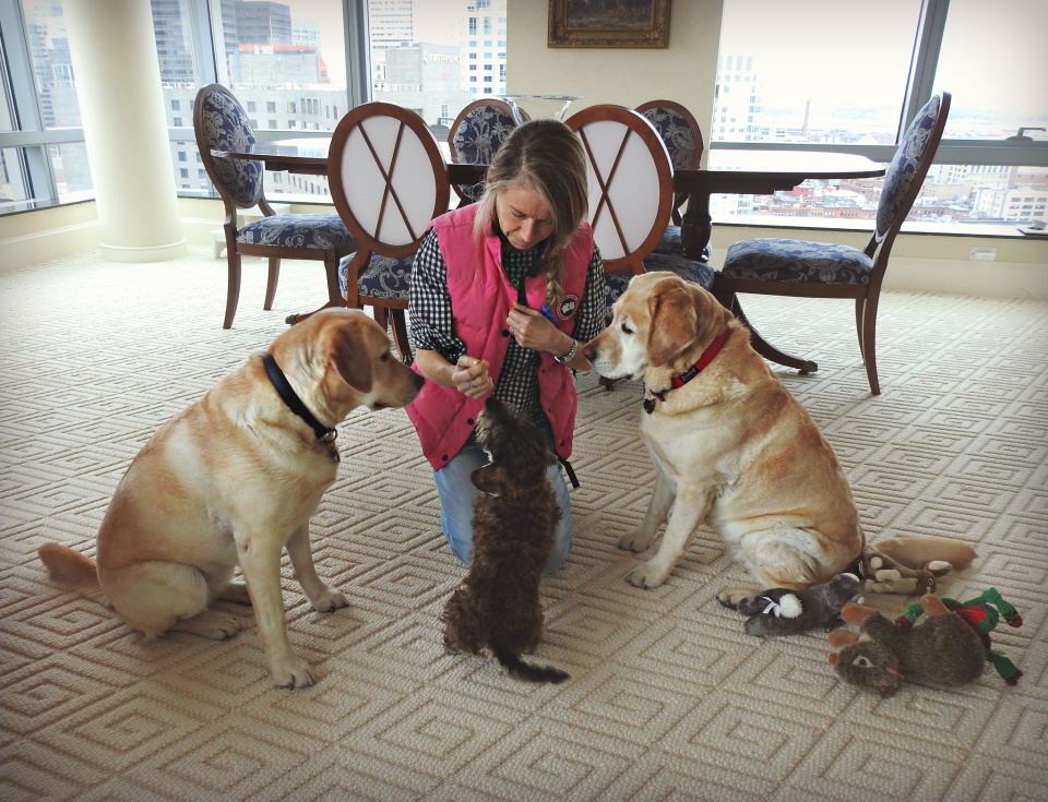 Three Dog Circus | DDW | Blipfoto