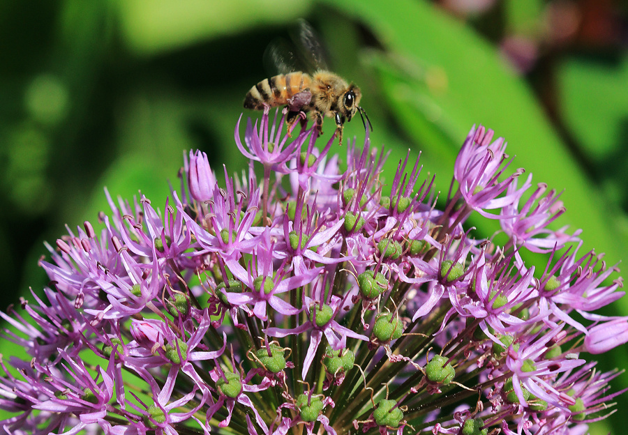 Bee on Allium. | joesblips | Blipfoto