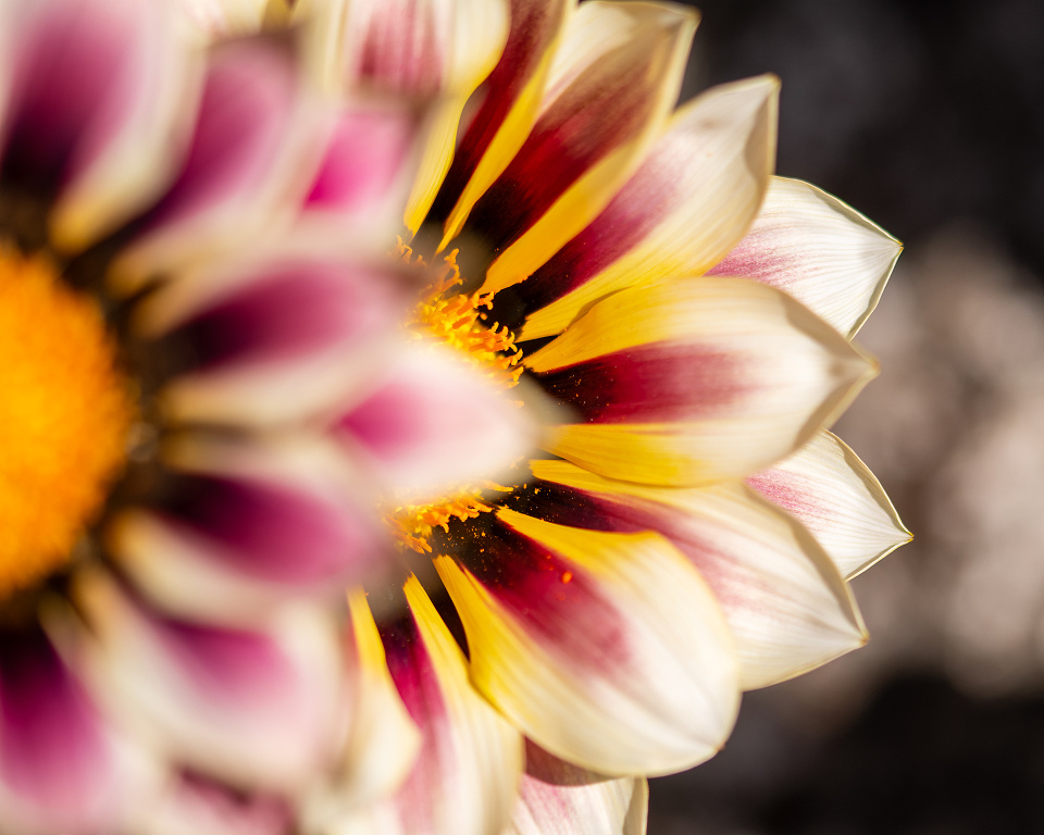 Gazania | AH14 | Blipfoto