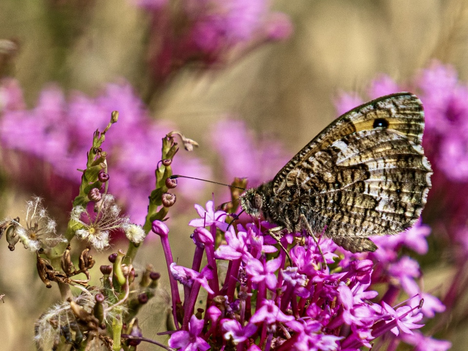 Graylings | maureen6002 | Blipfoto