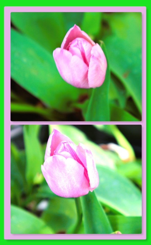 Flower Friday - Tulips #2 | craftylady | Blipfoto