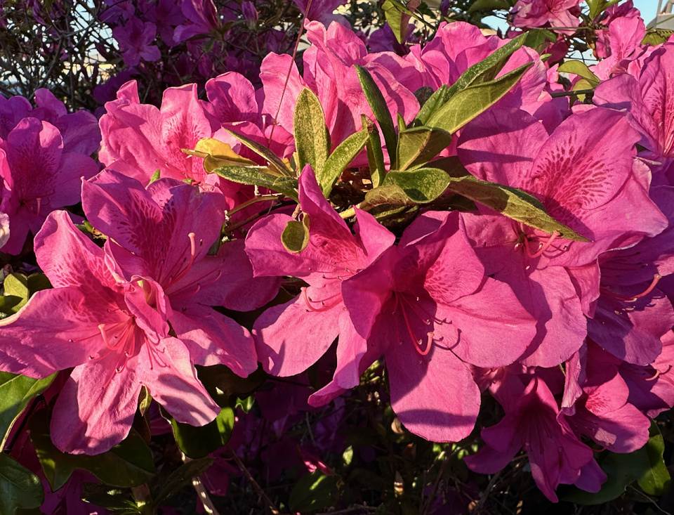 Sub-tropical azaleas | BanksiaMan | Blipfoto