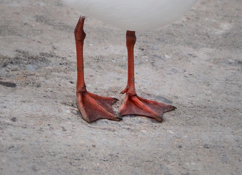 Guess the legs. | rmeinz | Blipfoto