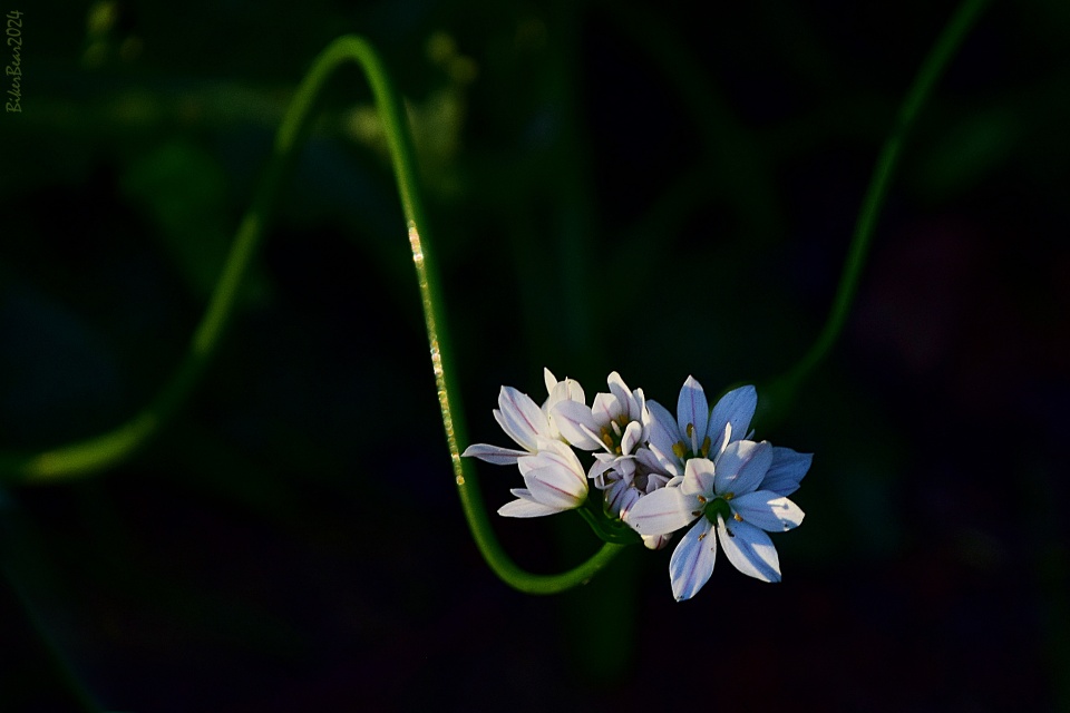 Tiny .......... | BikerBear | Blipfoto