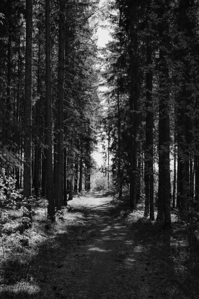 A forrest walk | Terje | Blipfoto