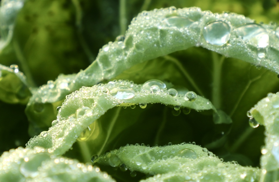 Sprout leaves | Philsviews | Blipfoto