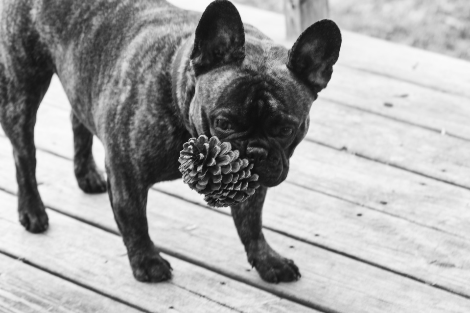 Pine Cones | bugsman | Blipfoto