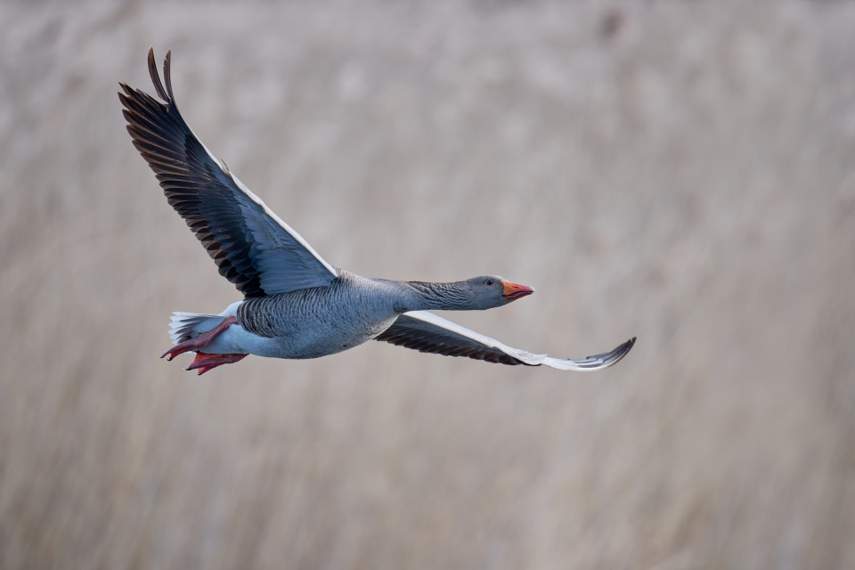 Greylag frame filler | Sheol | Blipfoto