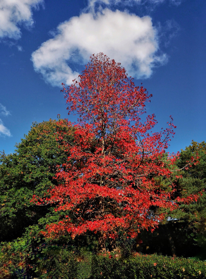 Another day, another glorious tree | Crispin25 | Blipfoto