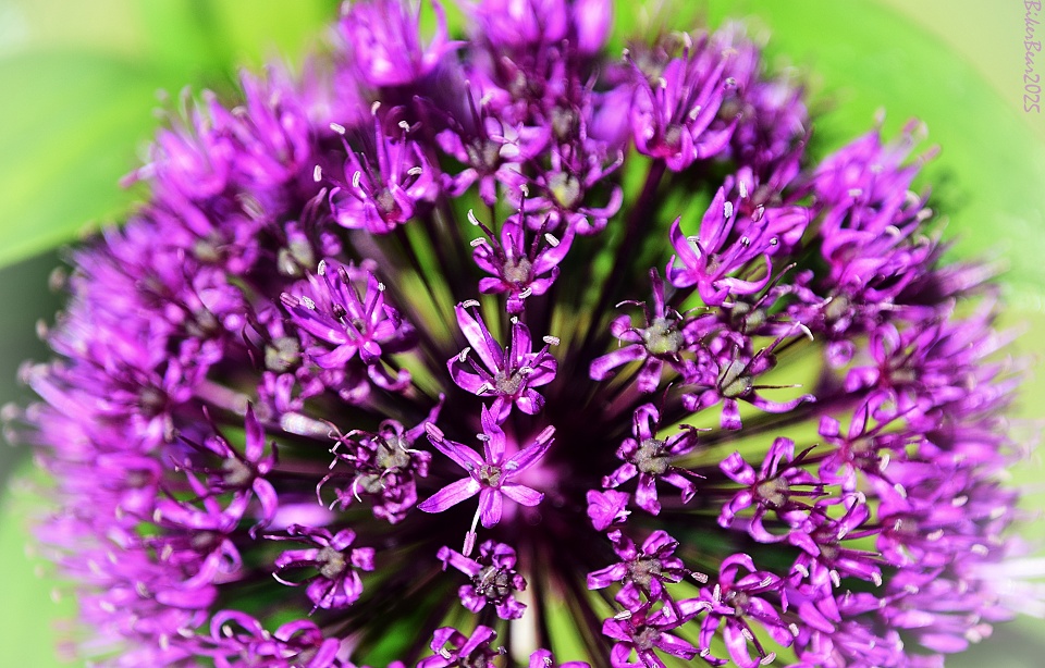 Tiny ........... | BikerBear | Blipfoto