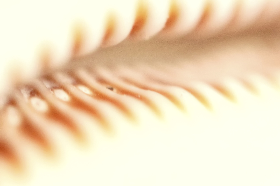 Secrets | Ingeborg | Blipfoto