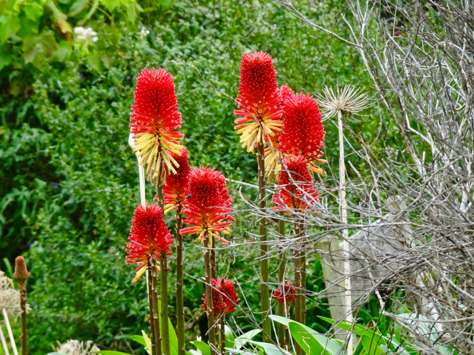 Red hot pokers | PAR1 | Blipfoto