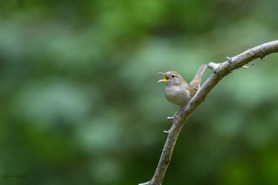 Announcement! | dbifulco | Blipfoto