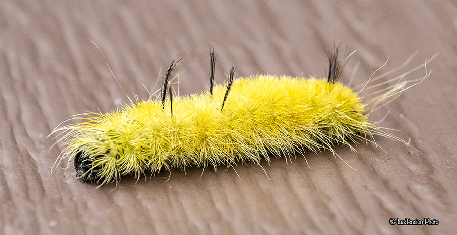 American Dagger Moth Caterpillar | LesTension | Blipfoto