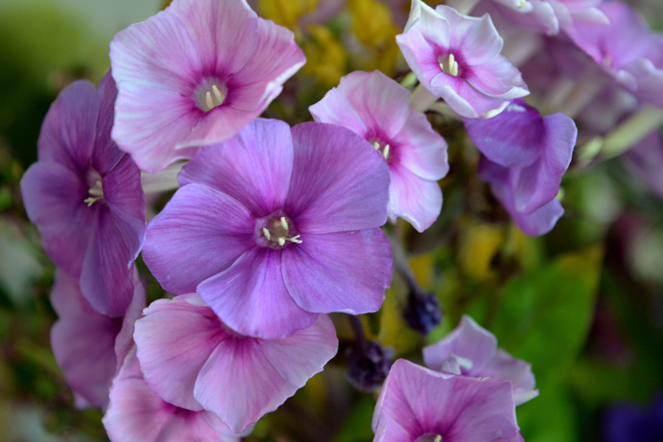 Hot Pink | mambo | Blipfoto