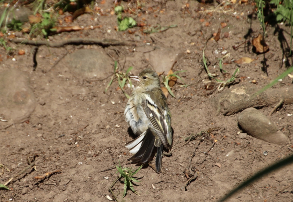 Basking ! | scotguide | Blipfoto