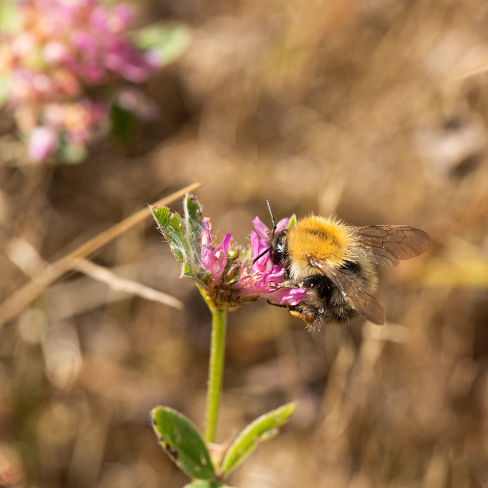 Brown-banded Carder-bee | mollyblobs | Blipfoto