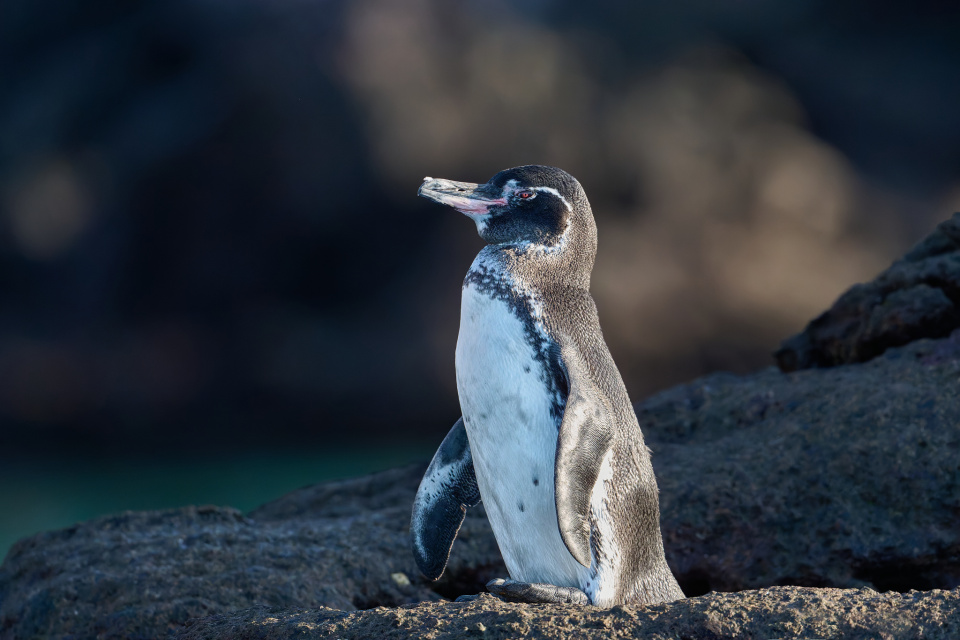 Galapagos Day 7 | Sheol | Blipfoto