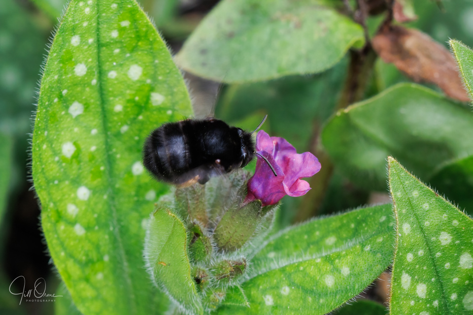 Another | JDO | Blipfoto